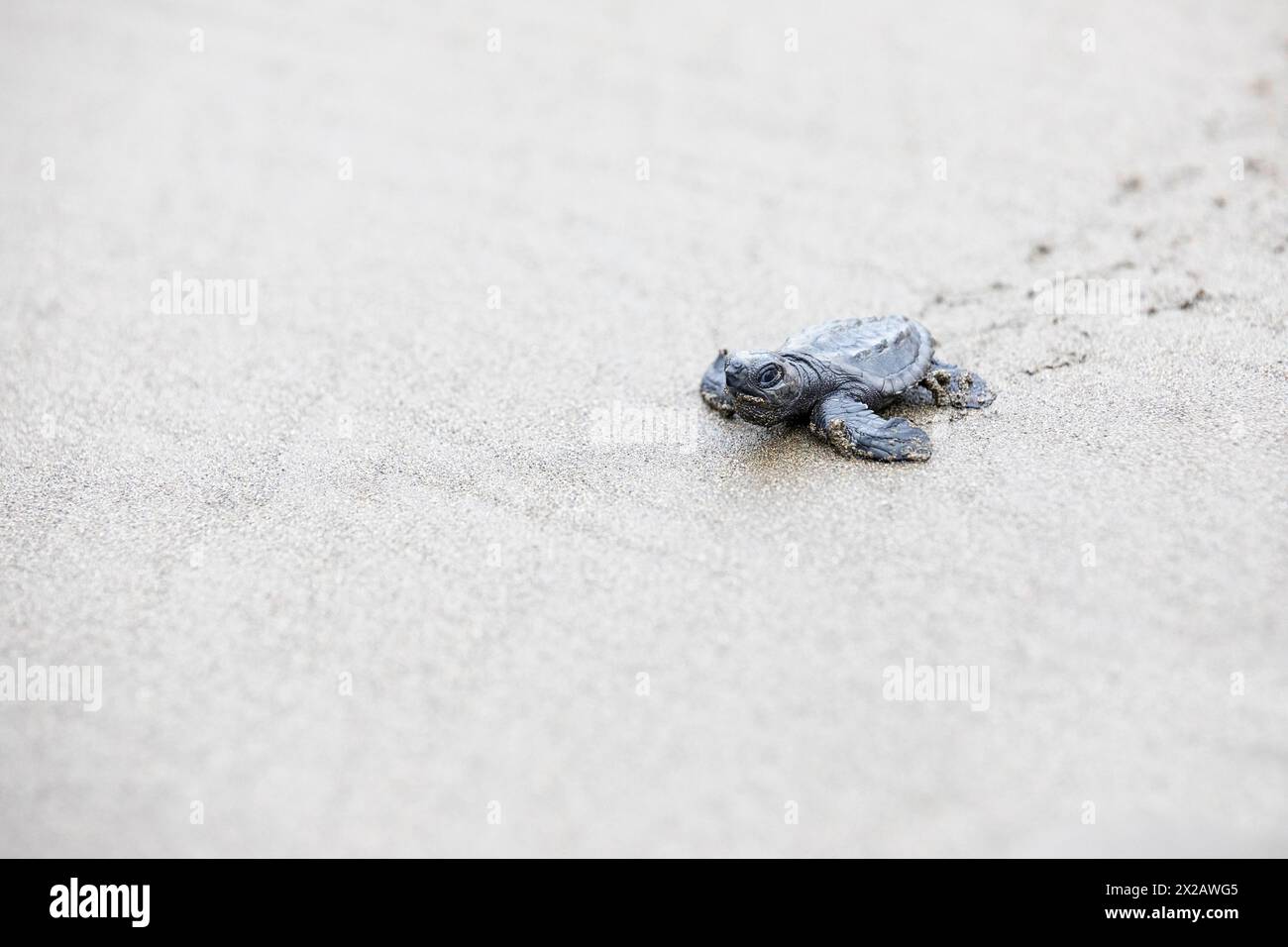 Baby Olive ridley turtle (Lepidochelys olivacea) or Laura turtle slowly ...