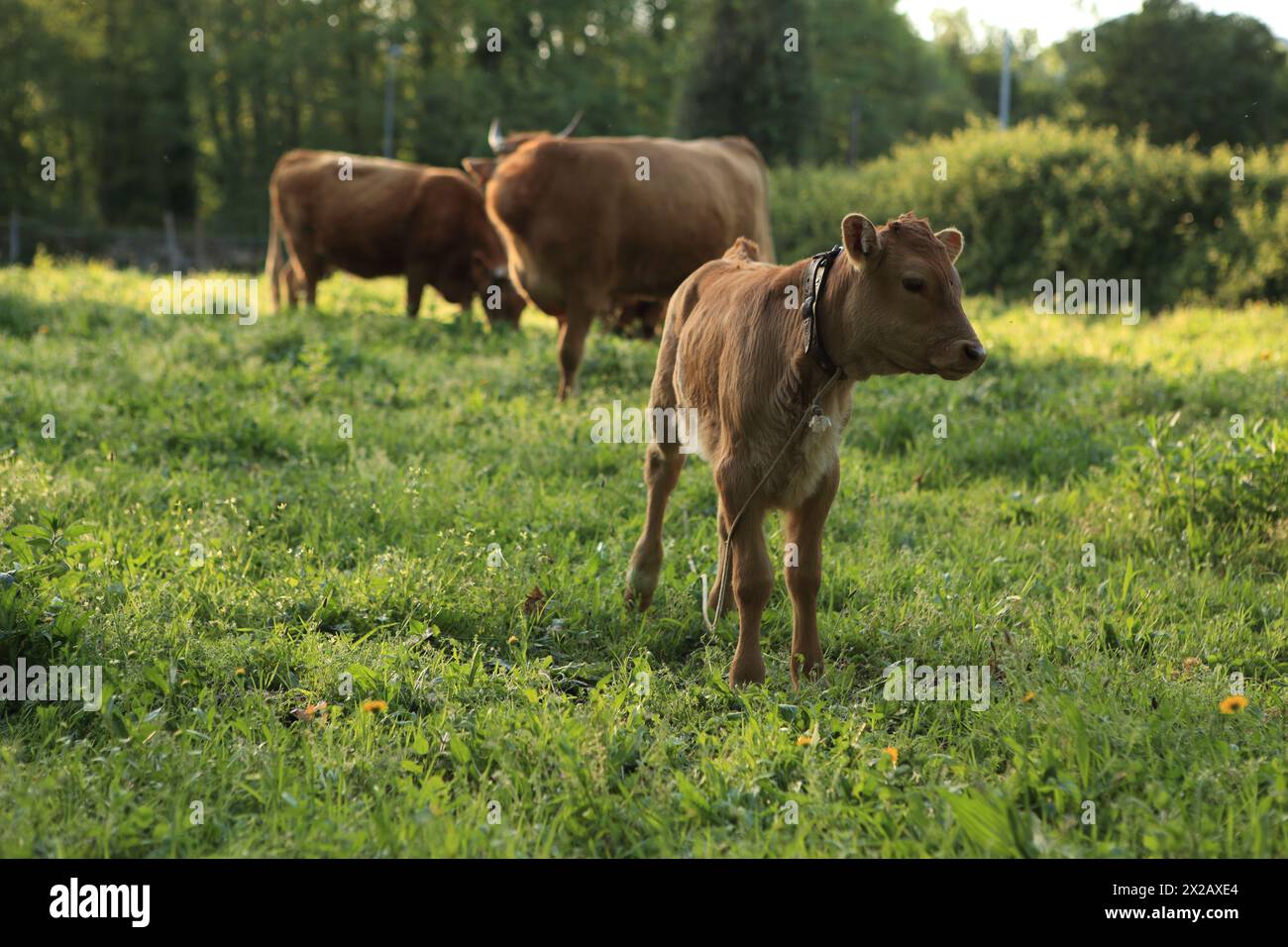Pasture fed cattle hi-res stock photography and images - Alamy