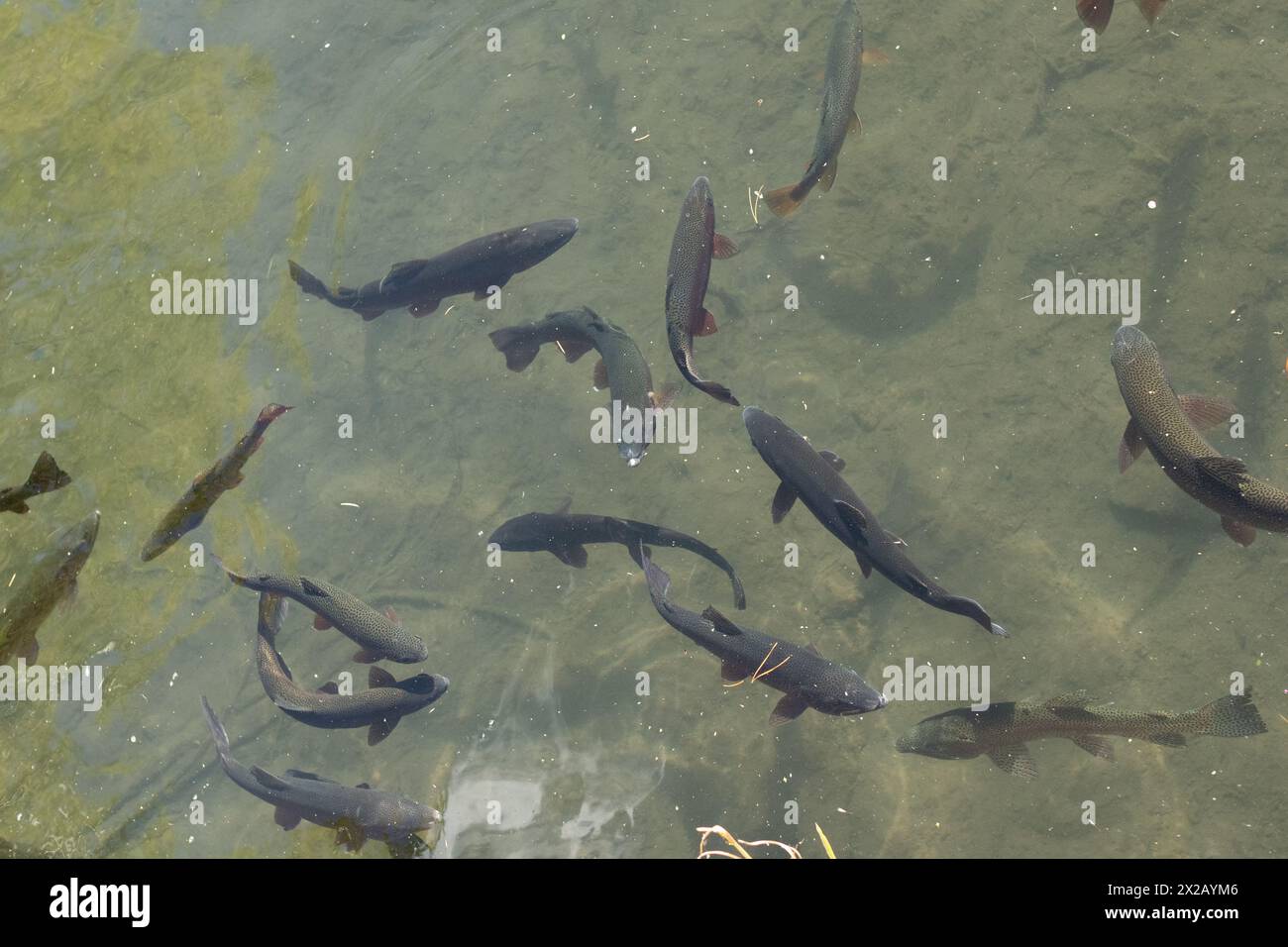 Swamp trout hi-res stock photography and images - Alamy