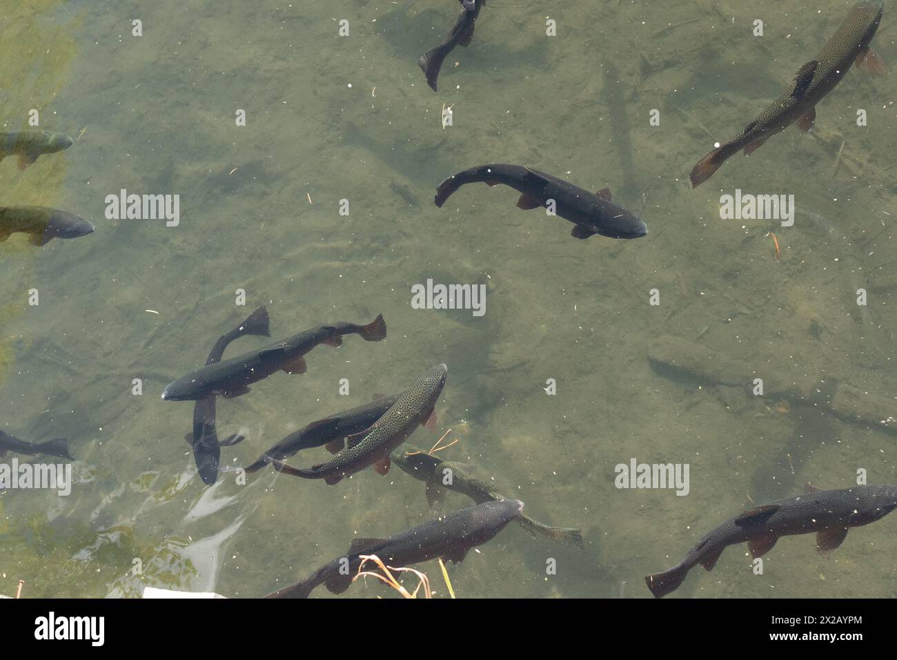 Many Trout fish swimming together around swamp water Stock Photo - Alamy