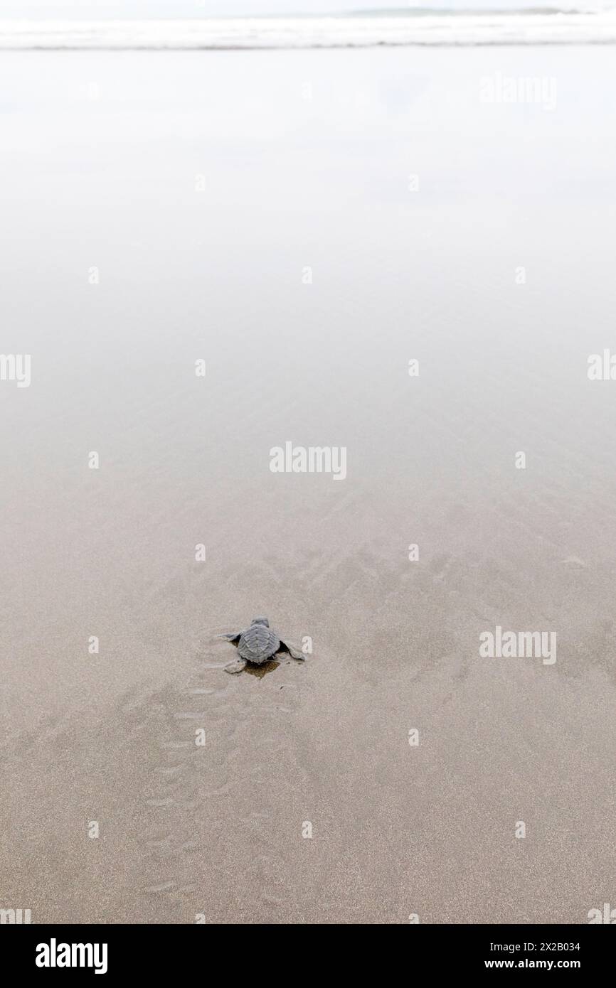 Little Olive ridley turtle or Lora turtle released by tourists slowly ...