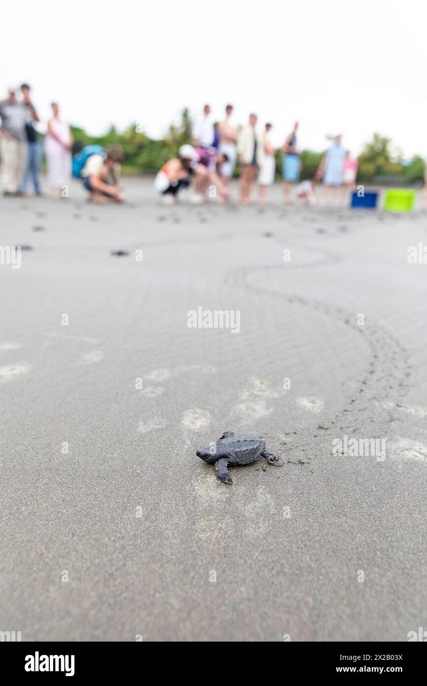 baby Olive ridley turtle or Laura turtle slowly leaving the beach where ...
