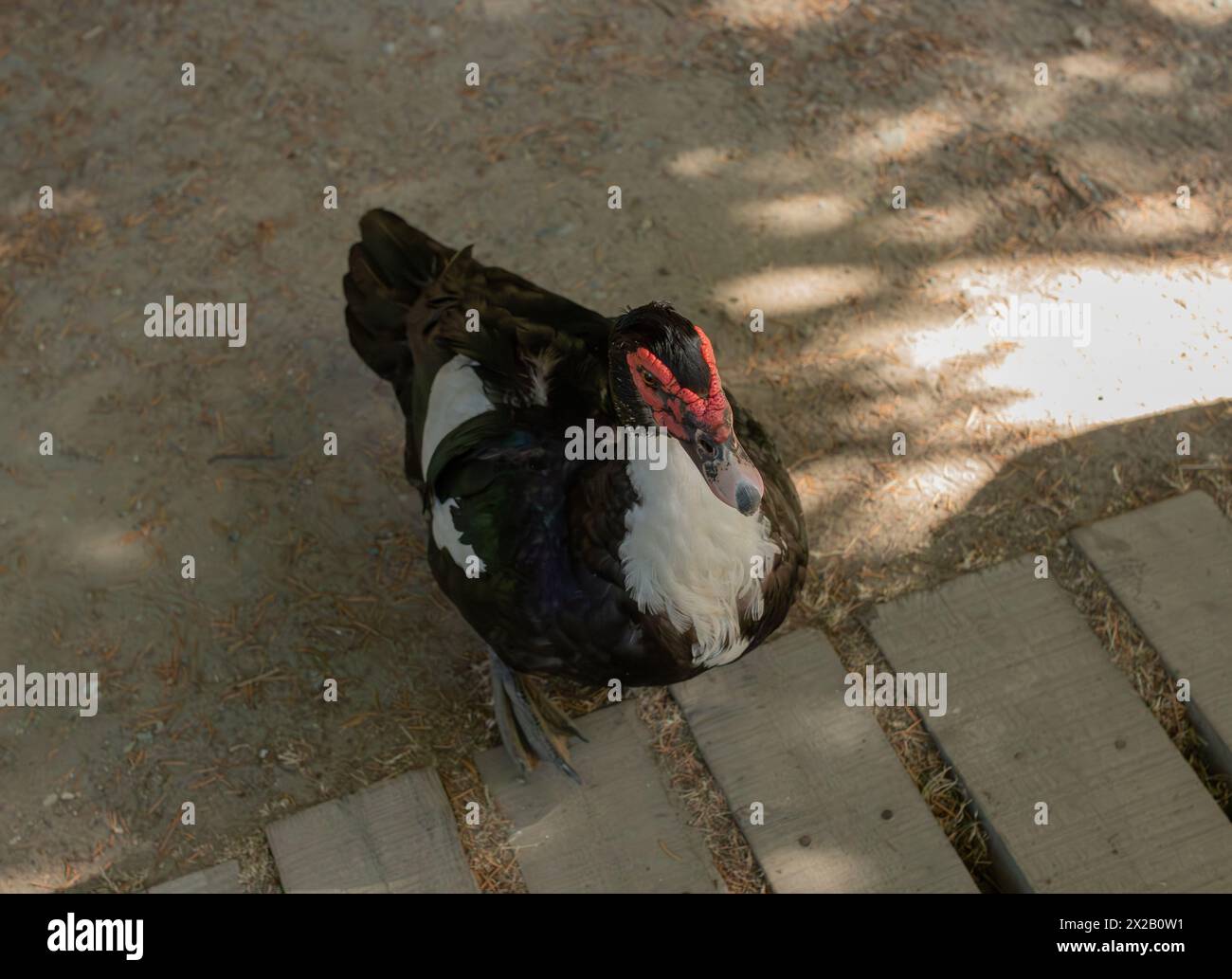 Pato Criollo (Cairina moschata) standing in a dirt ground surface with ...