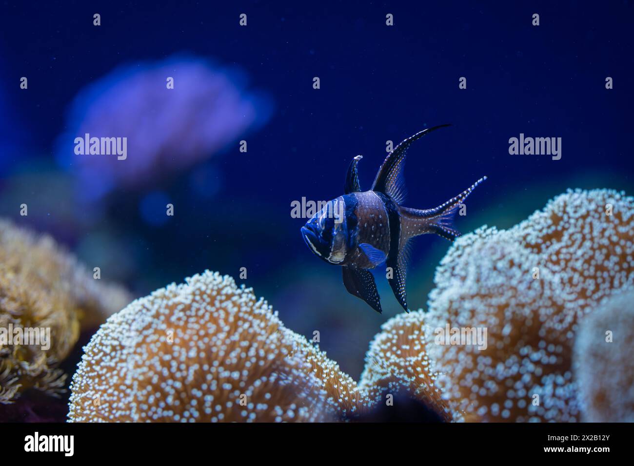 Banggai cardinalfish hi-res stock photography and images - Alamy
