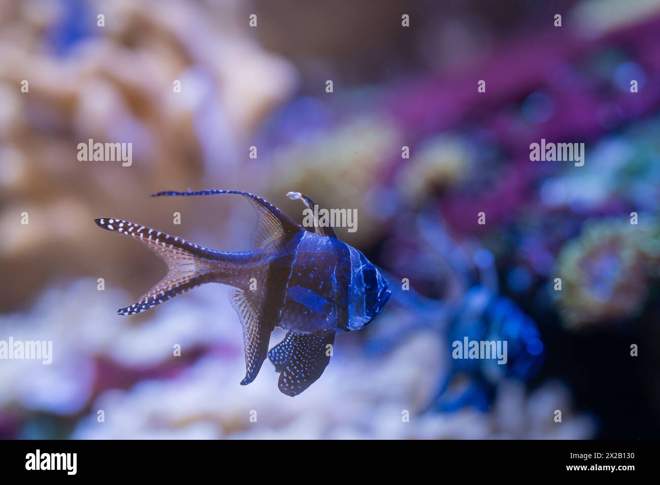 Banggai cardinalfish hi-res stock photography and images - Alamy