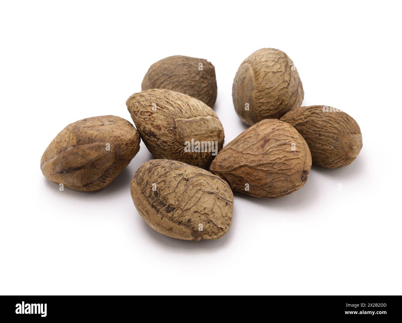 keluak ( pangium seed), used as spice in Indonesian cooking, edible by ...