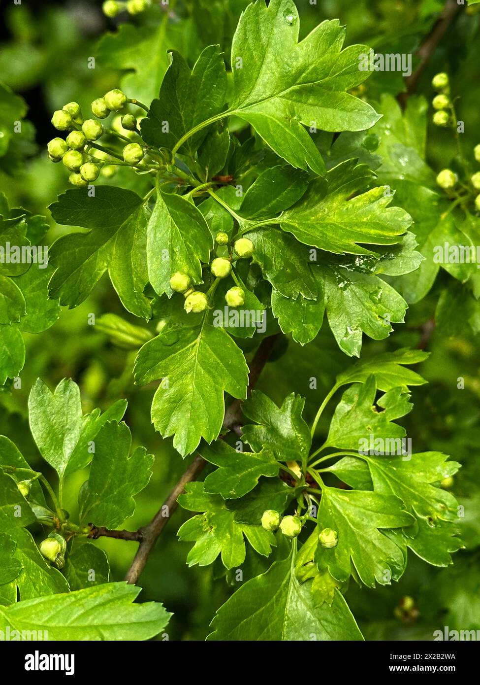 Budding thorn hi-res stock photography and images - Alamy