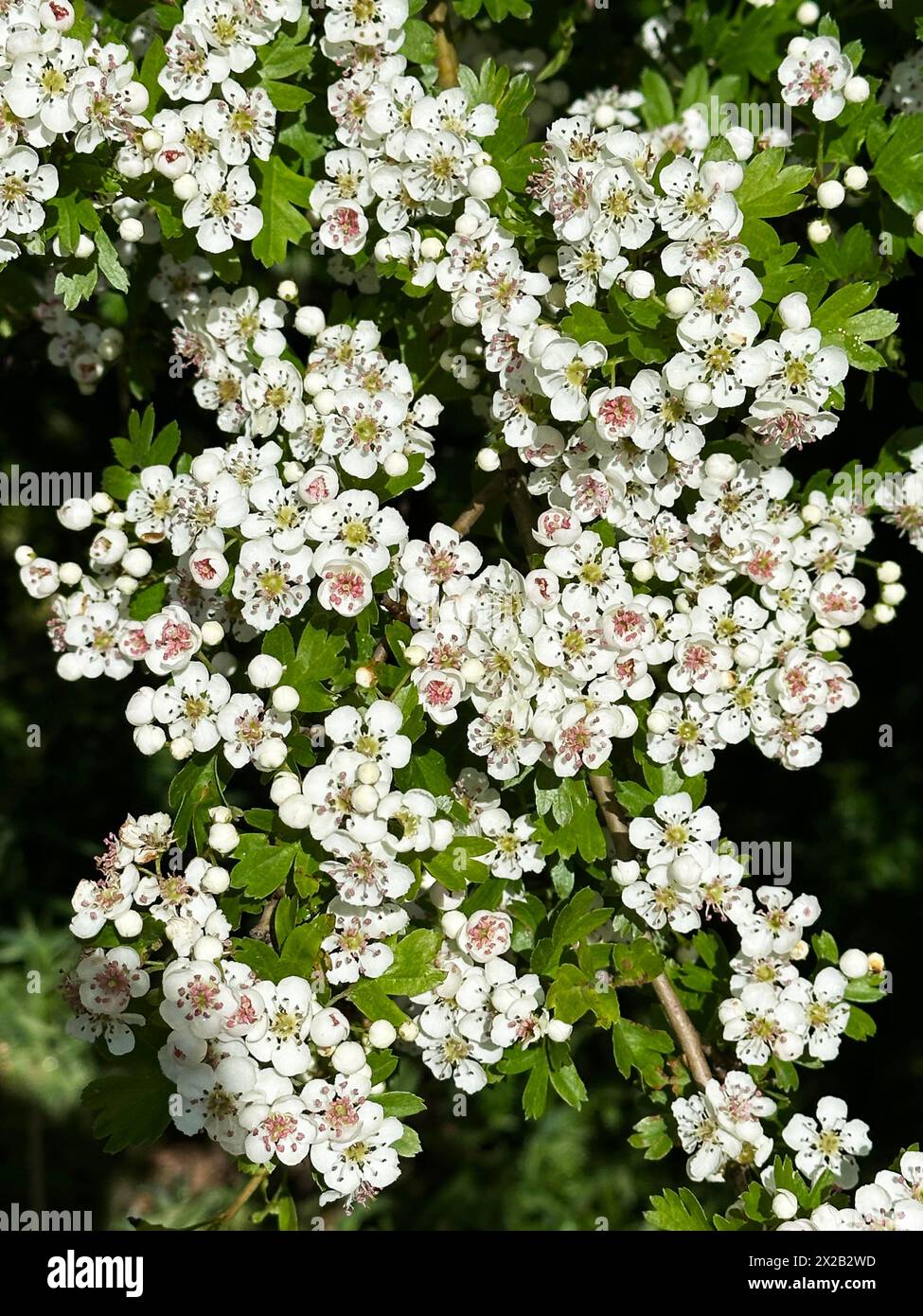 Common hawthorn in bloom Stock Photo - Alamy