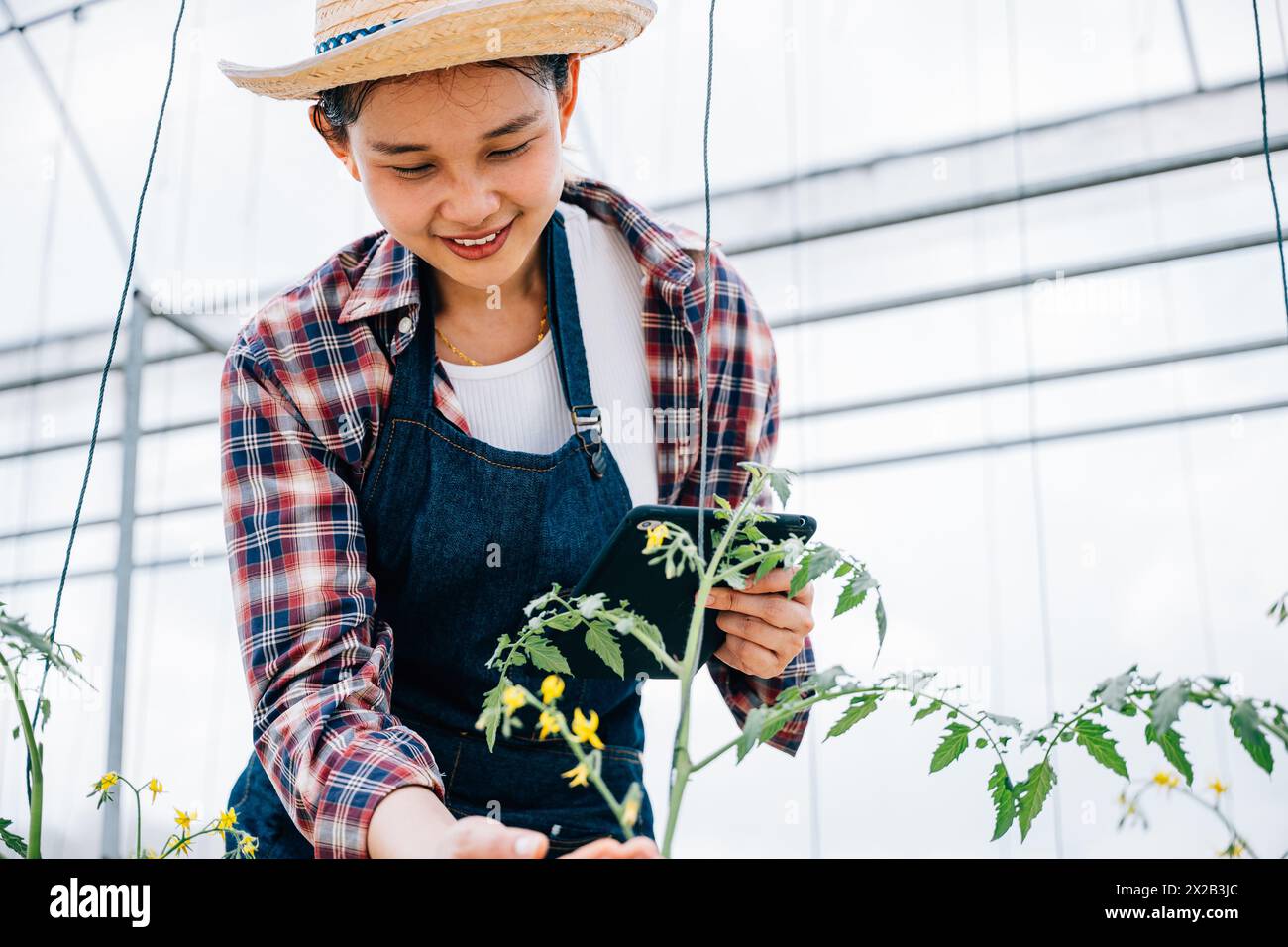 Agronomist uses tablet to explore tomato farm for increased ...