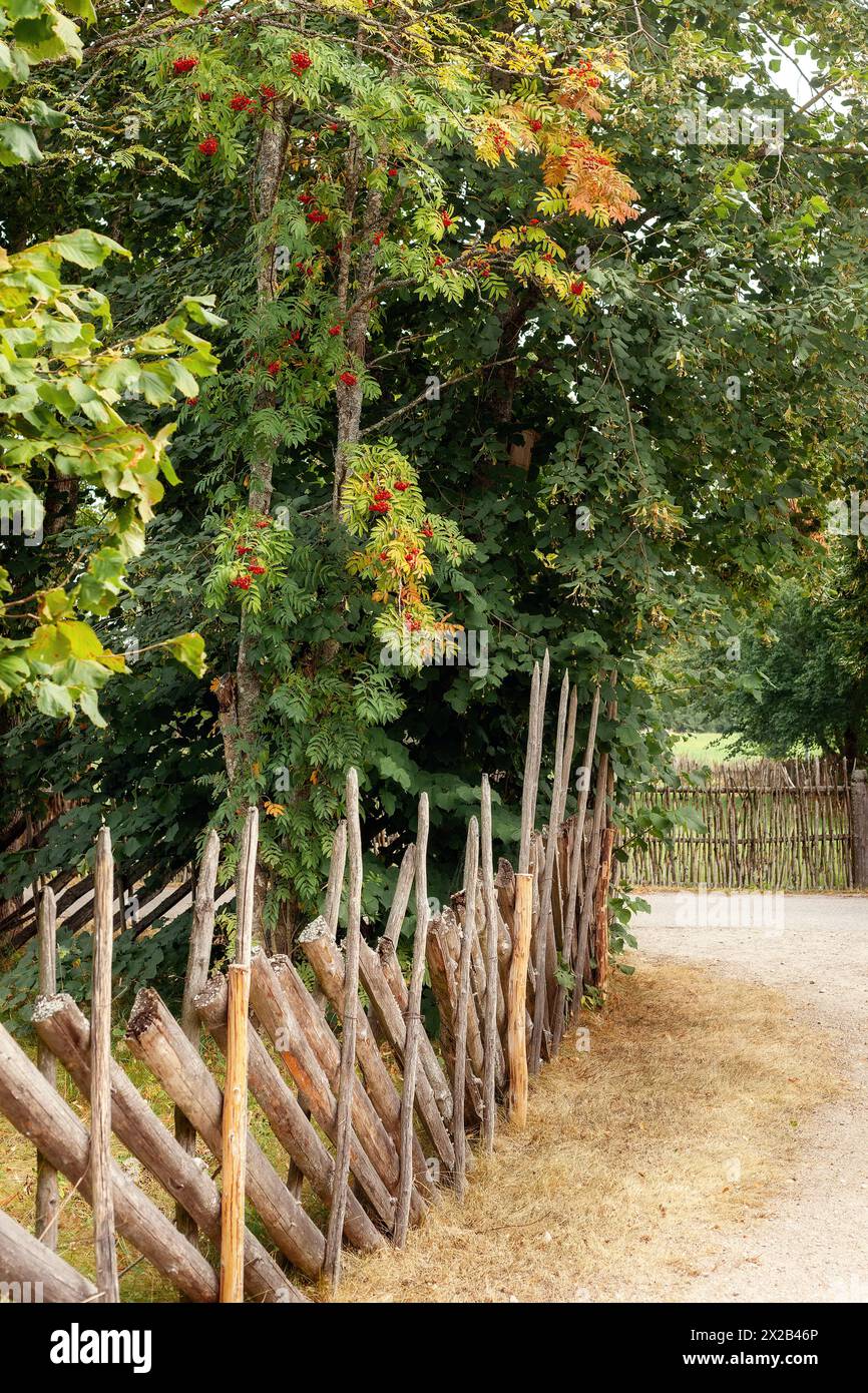 View of an old country yard, roadside with old wicker fence and rowan ...