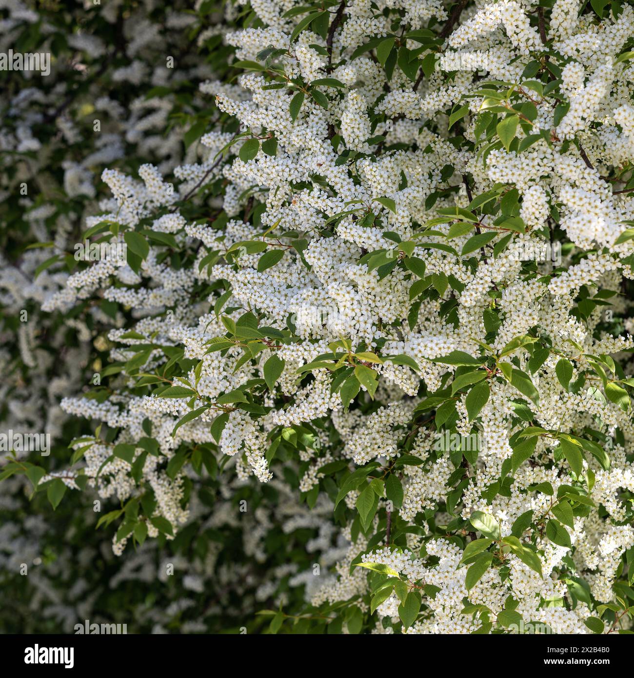 White flowers blooming bird cherry. Bird Cherry Tree in Blossom. Close ...