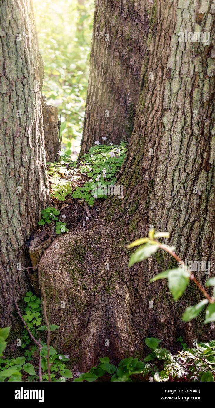 White spring flowers grow between three large tree trunks illuminated ...