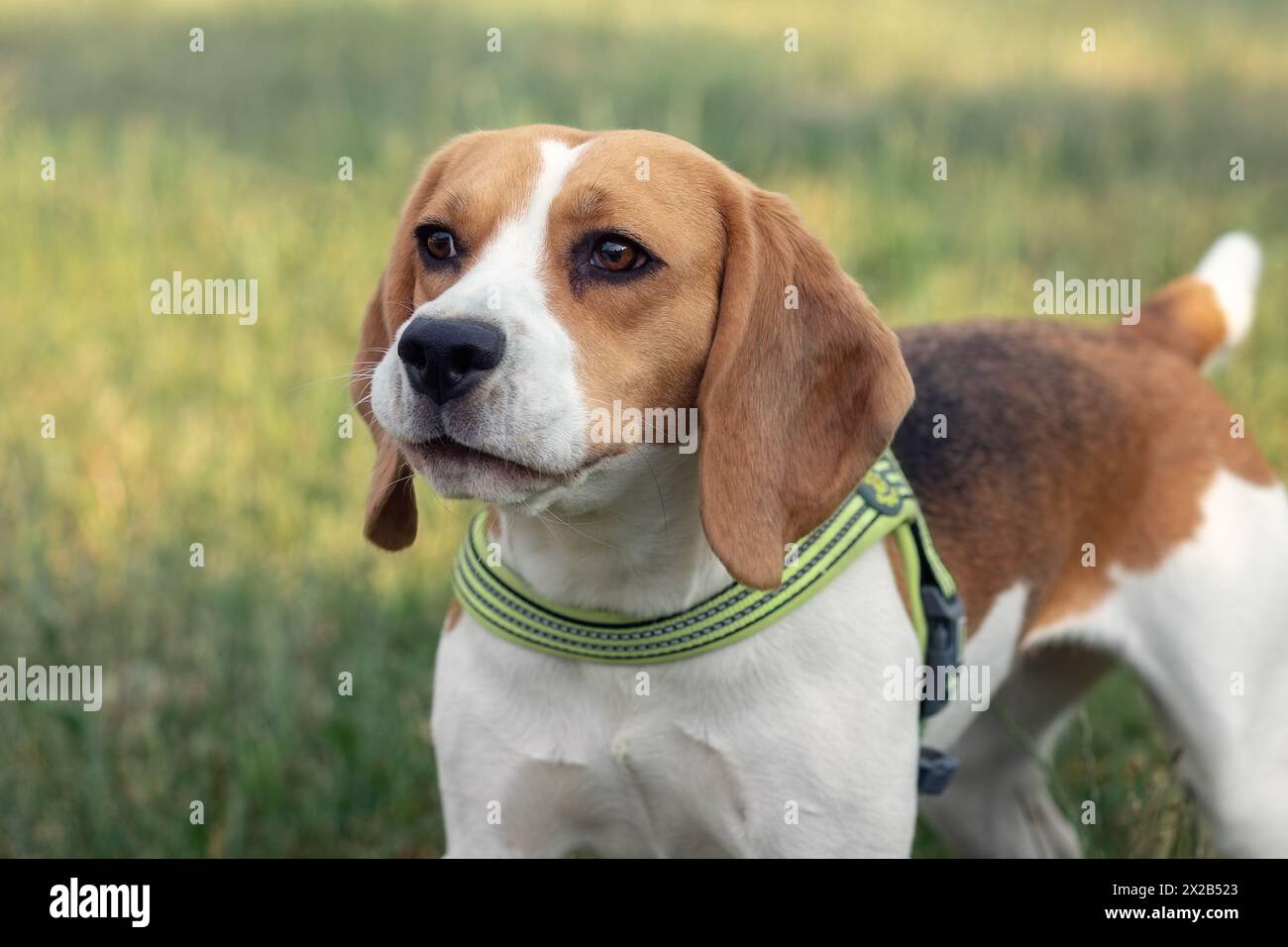 Beagle dog on grass hi-res stock photography and images - Alamy