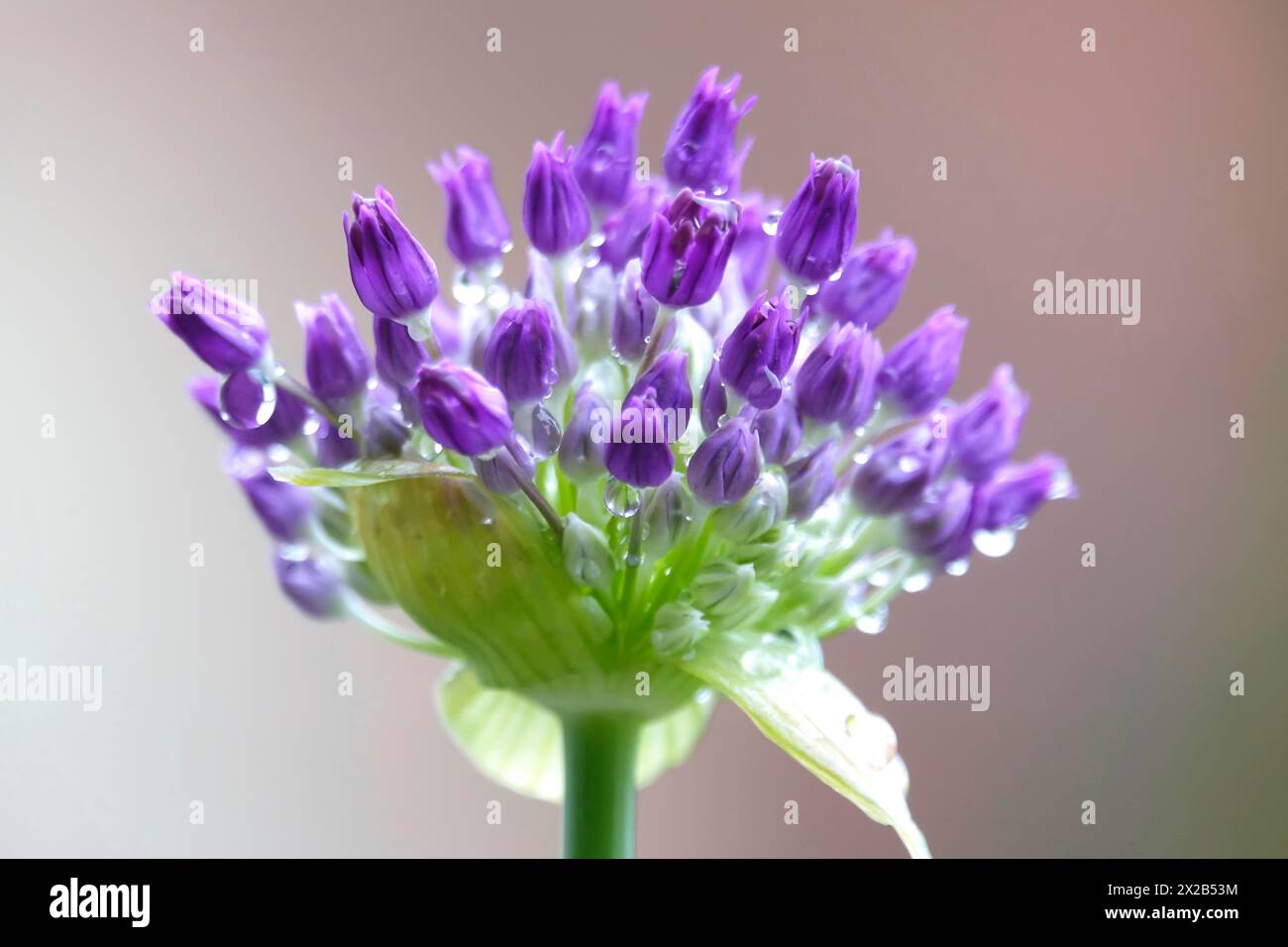 Ornamental leek (Alium), water droplets, spring, Germany, Europe Stock ...