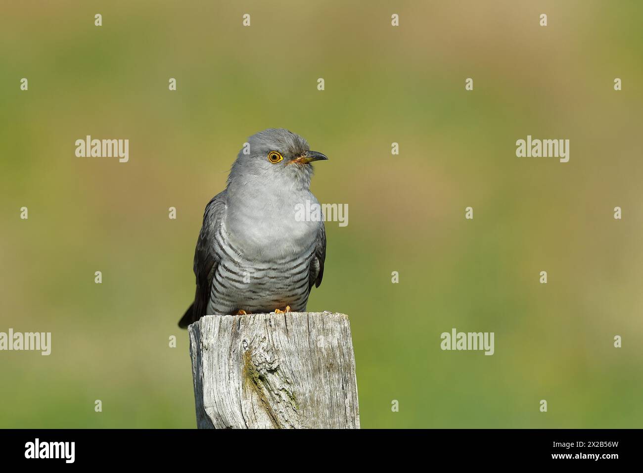 Common cuckoo (Cuculus canorus), male sitting on post of a pasture ...