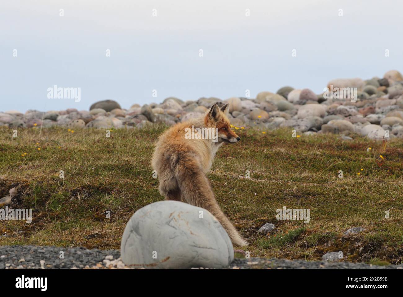 Red fox (Vulpes vulpes) in the tundra, Lapland, northern Norway ...