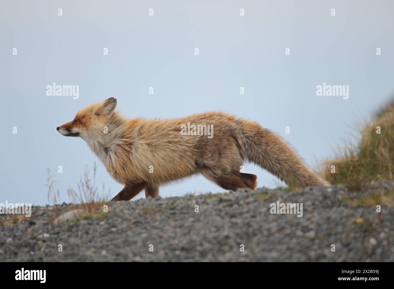 Red fox (Vulpes vulpes) in the tundra, Lapland, northern Norway ...