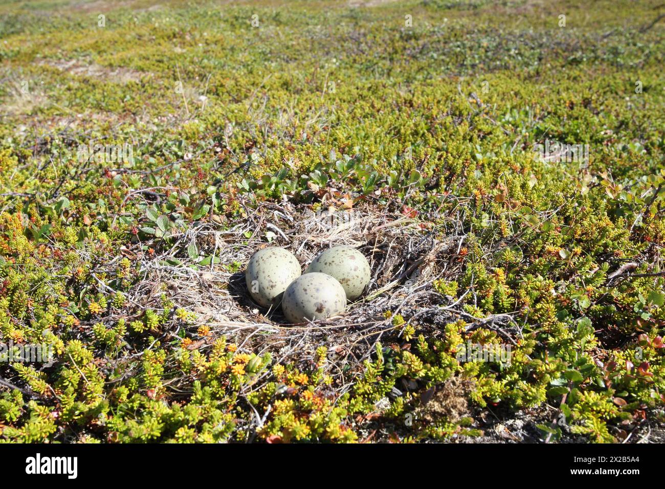 Nest with clutch of Mew Gulls in the tundra, Lapland, Northern Norway ...