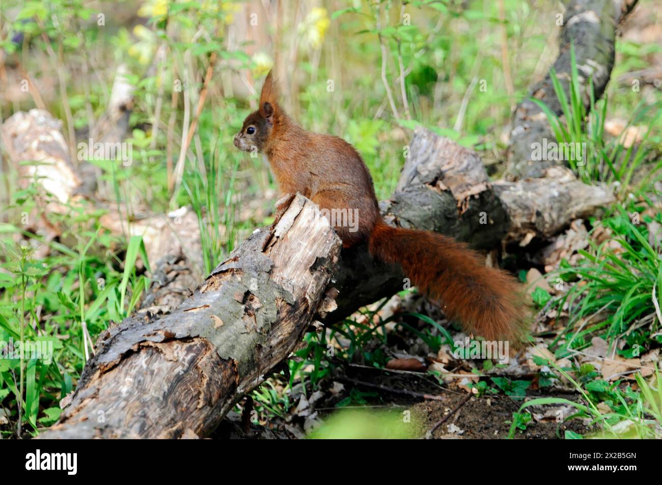 Eurasian red squirrel (Sciurus vulgaris), Captive, A small squirrel ...