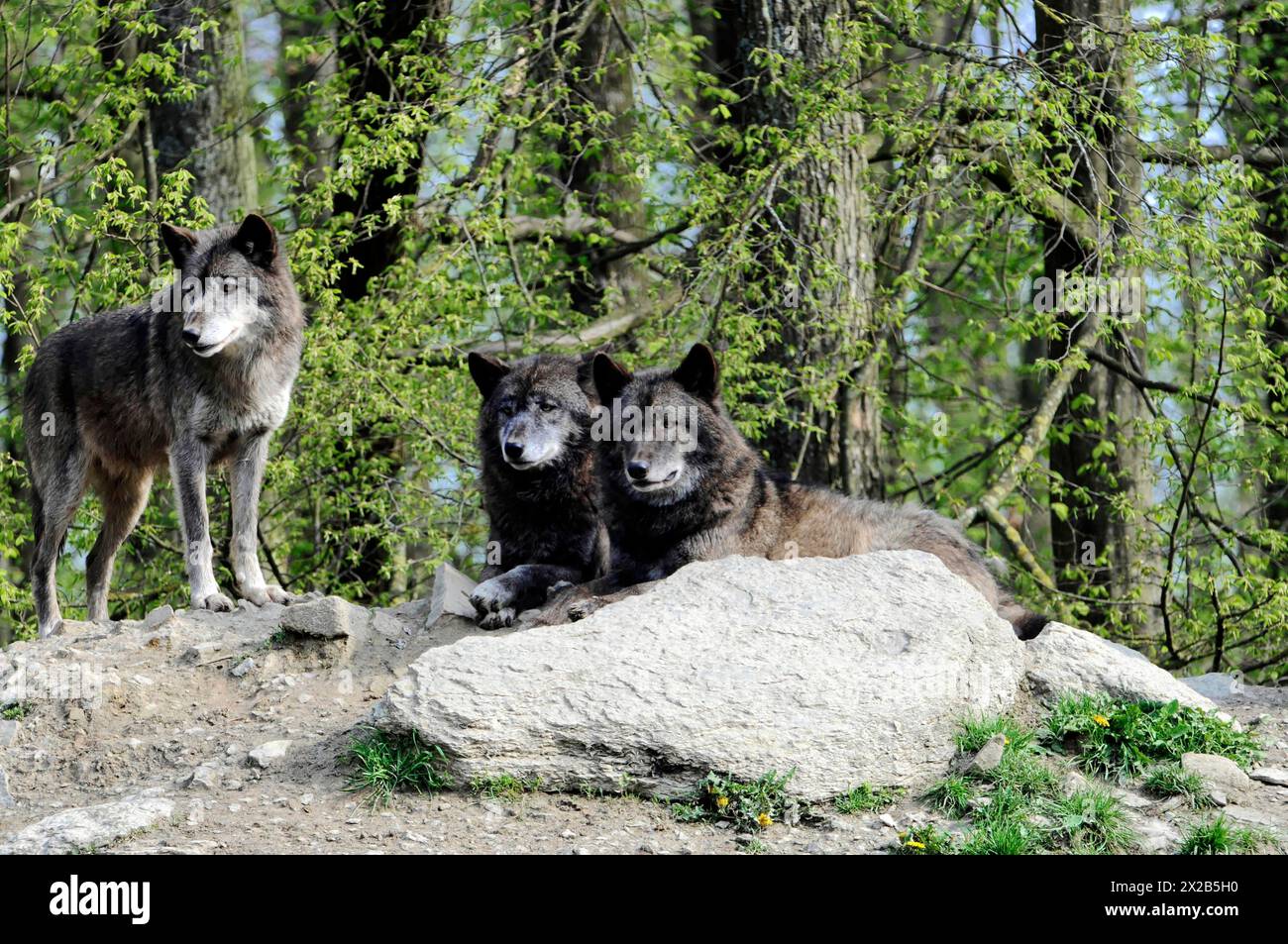 Mackenzie valley wolf (Canis lupus occidentalis), Captive, Germany ...