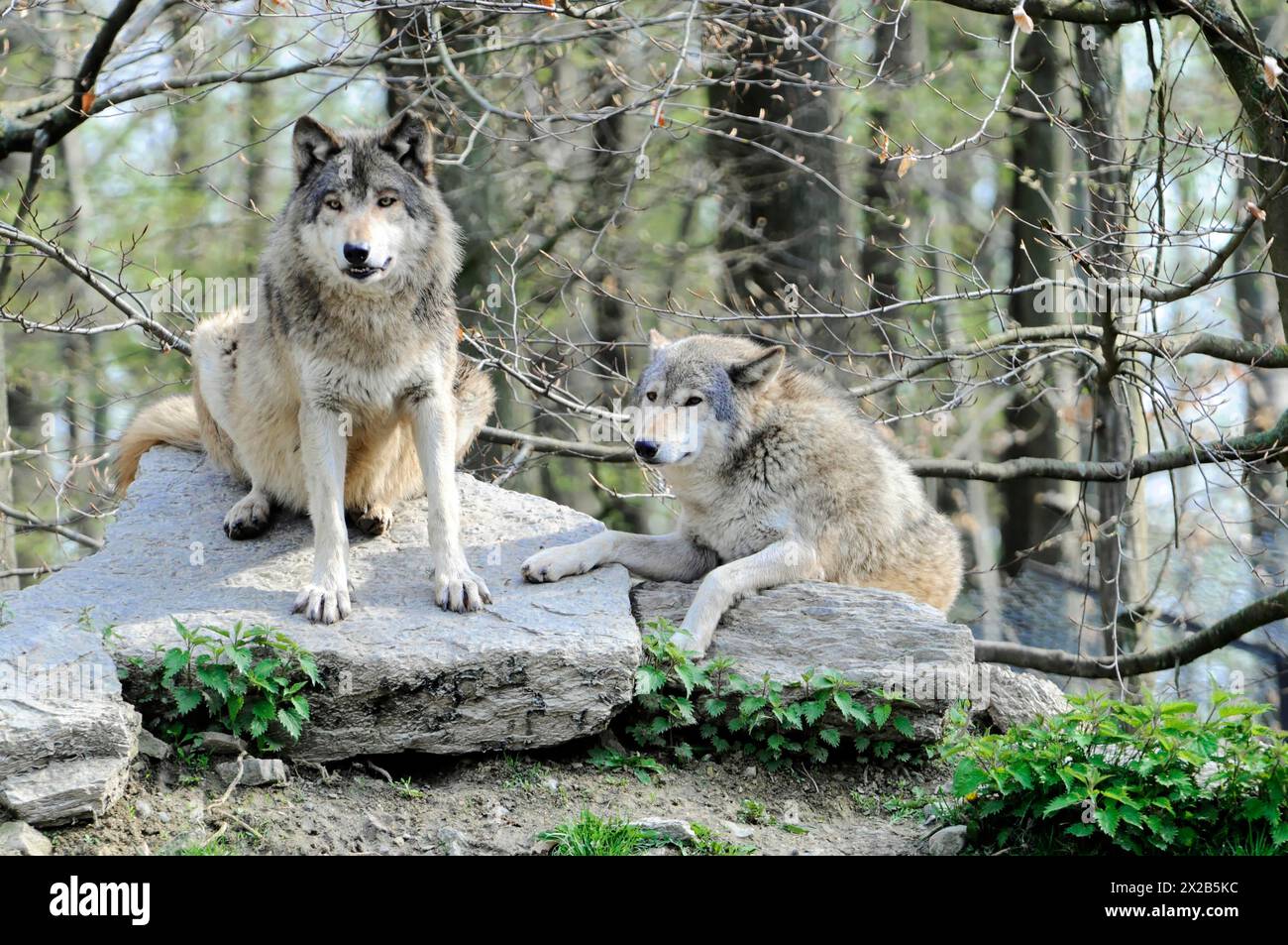 Wolf sitting hi-res stock photography and images - Alamy