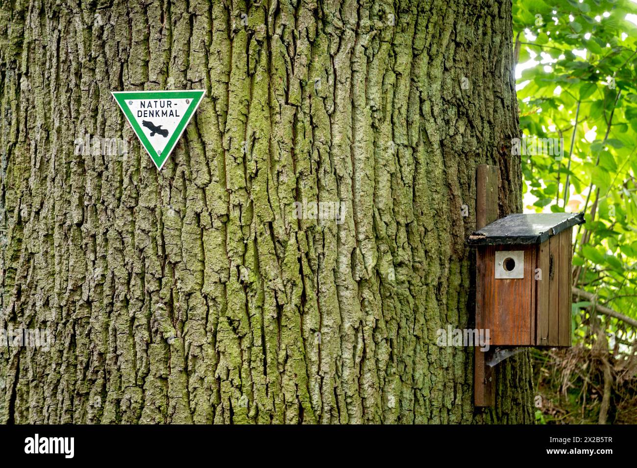 Trunk of the old Karl-Heinz Beckel oak tree (Quercus), tree bark ...