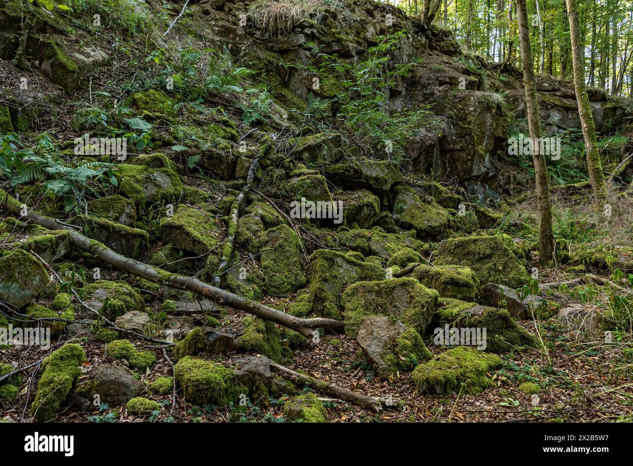 Mossy basalt rocks, block pile and former quarry for basalt in the ...
