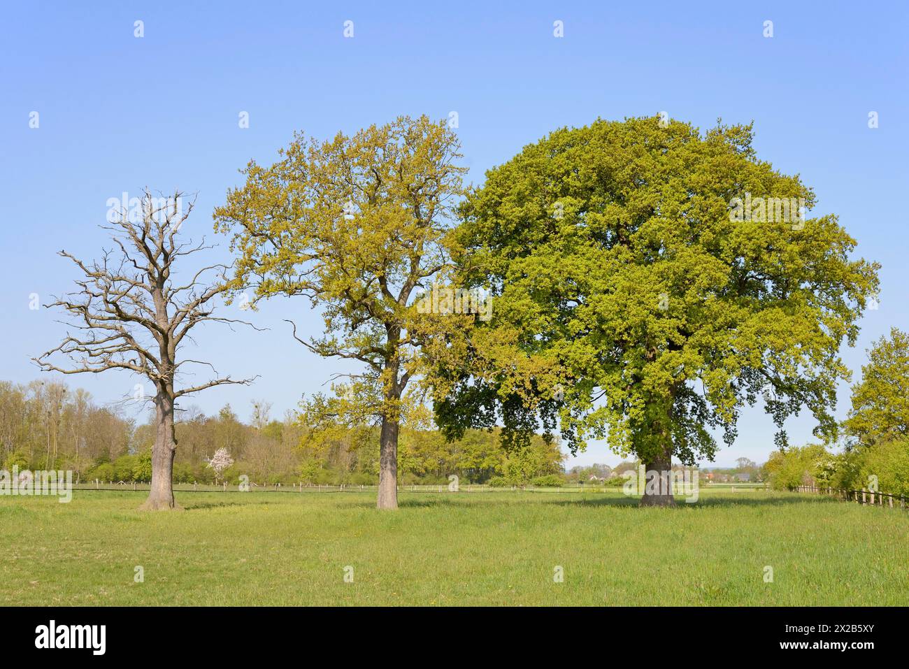 Oak leaf buds hi-res stock photography and images - Alamy