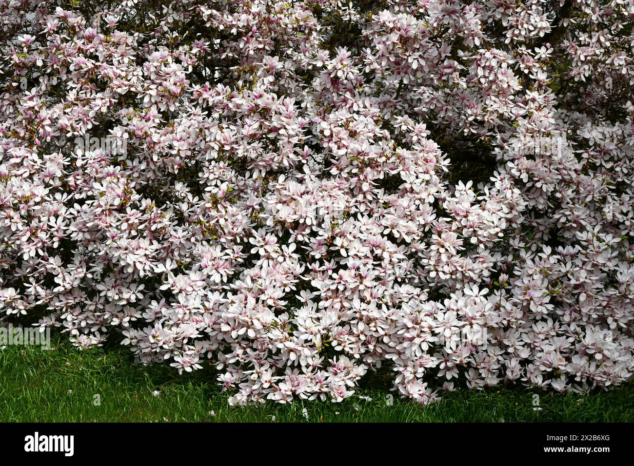 Old magnolia tree with many flowers Stock Photo - Alamy