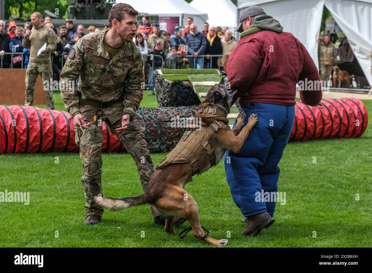 About two hundred dogs work in the belgian army. Detection, attack ...