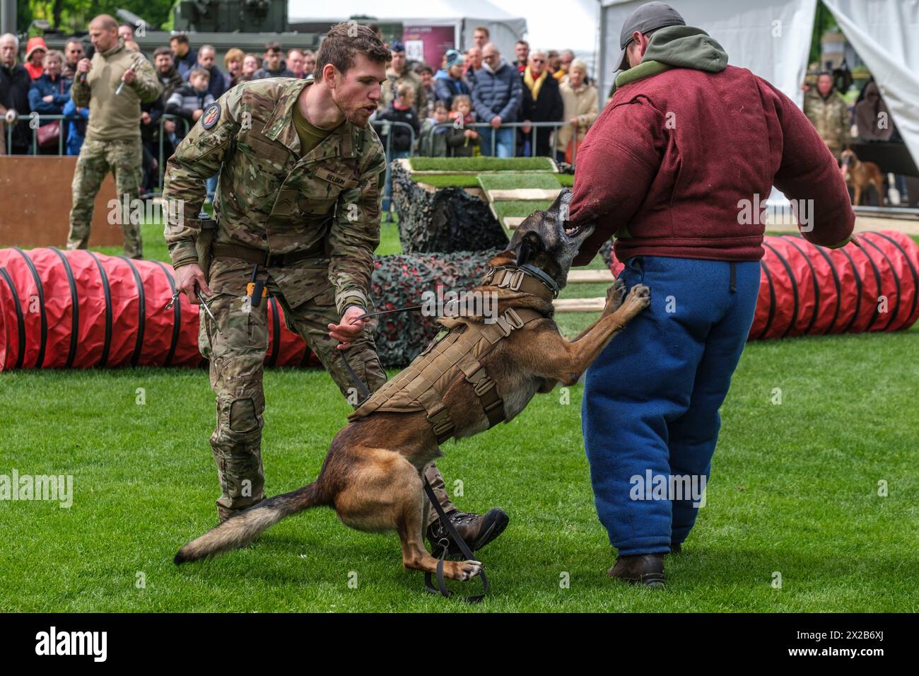 About two hundred dogs work in the belgian army. Detection, attack ...