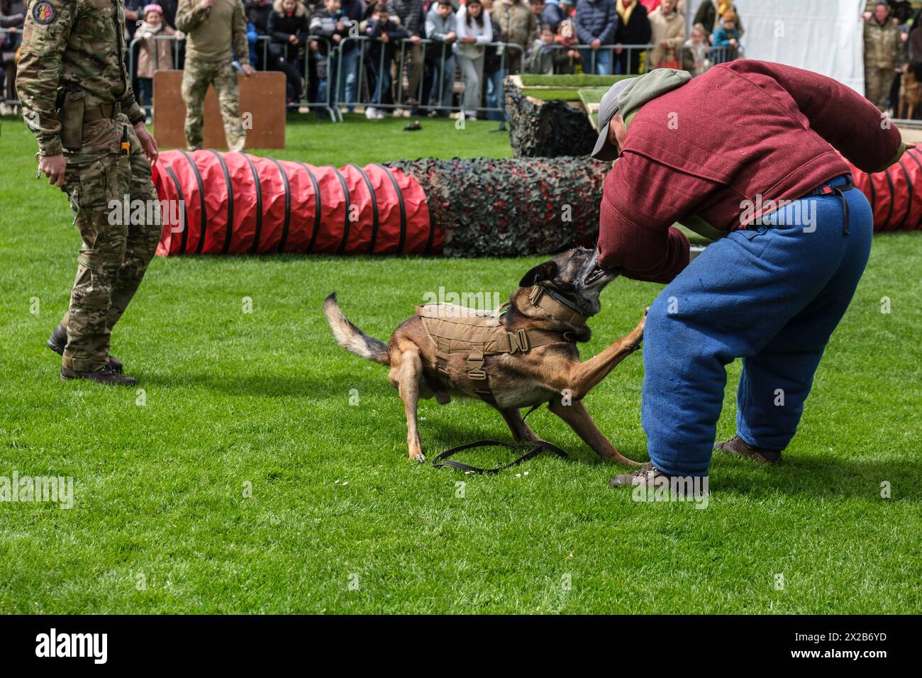 About two hundred dogs work in the belgian army. Detection, attack ...