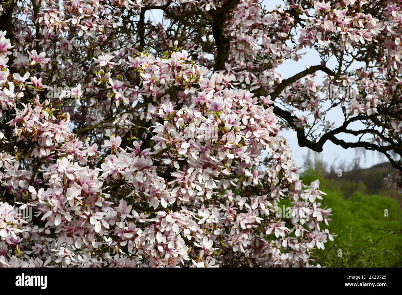 Old magnolia hi-res stock photography and images - Alamy