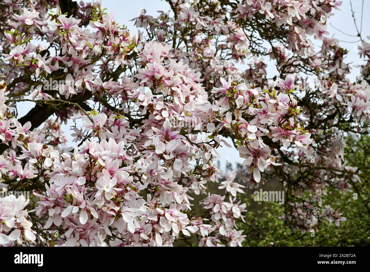 Old magnolia tree with many flowers Stock Photo - Alamy