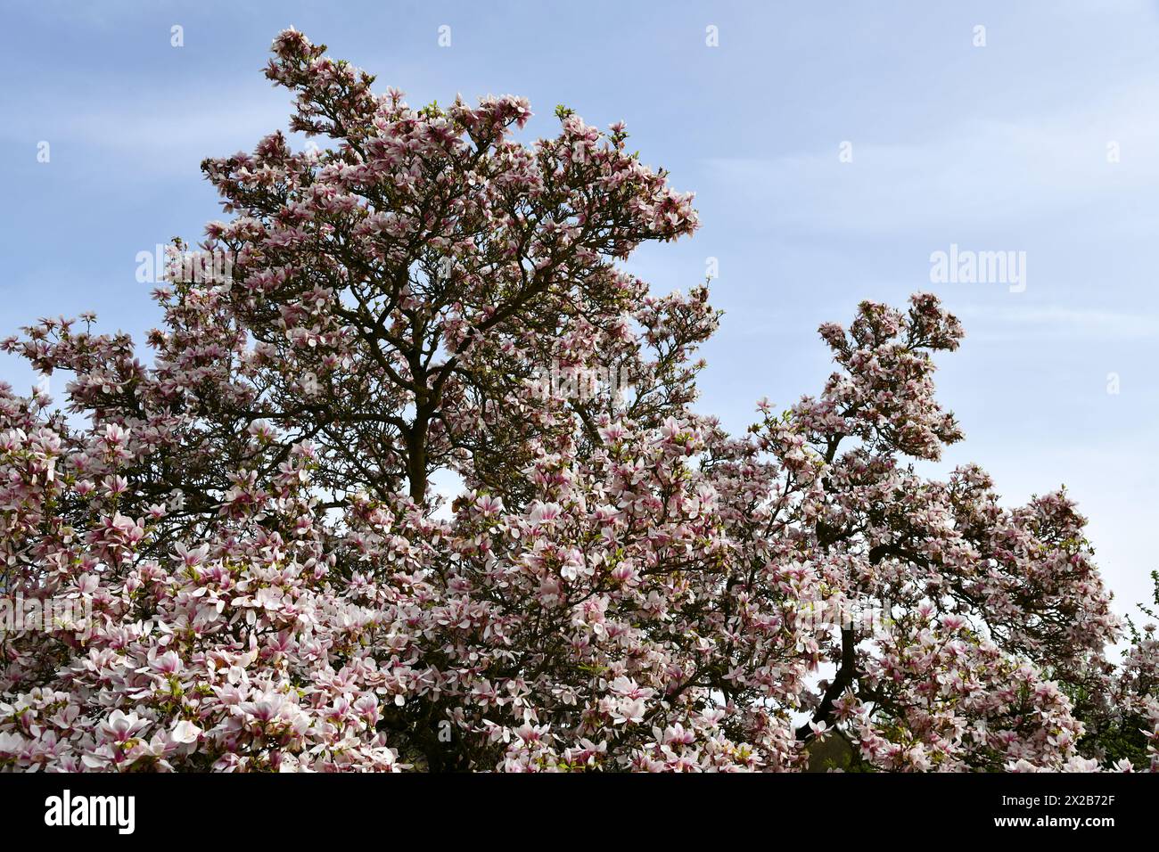 Old magnolia hi-res stock photography and images - Alamy
