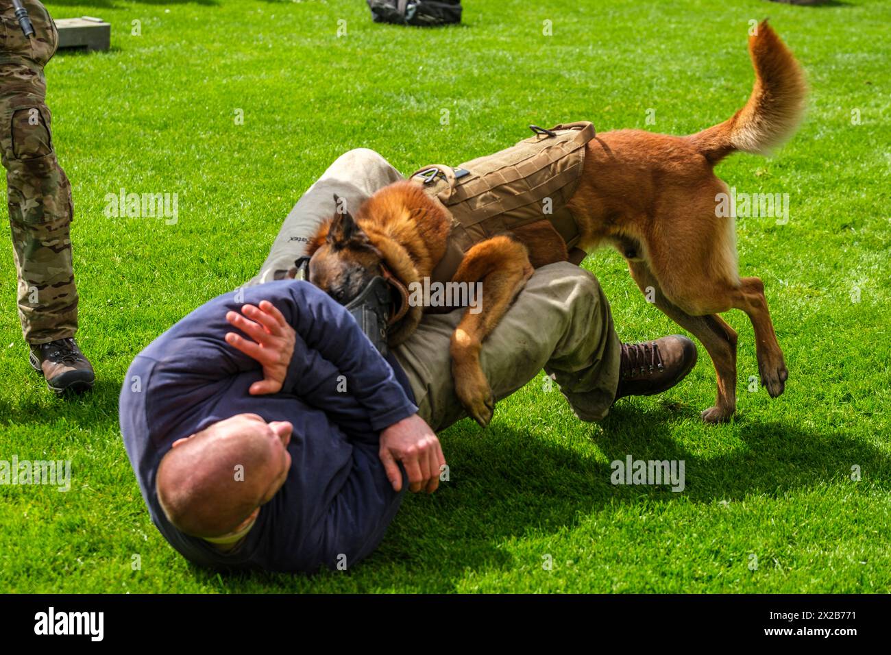 About two hundred dogs work in the belgian army. Detection, attack ...