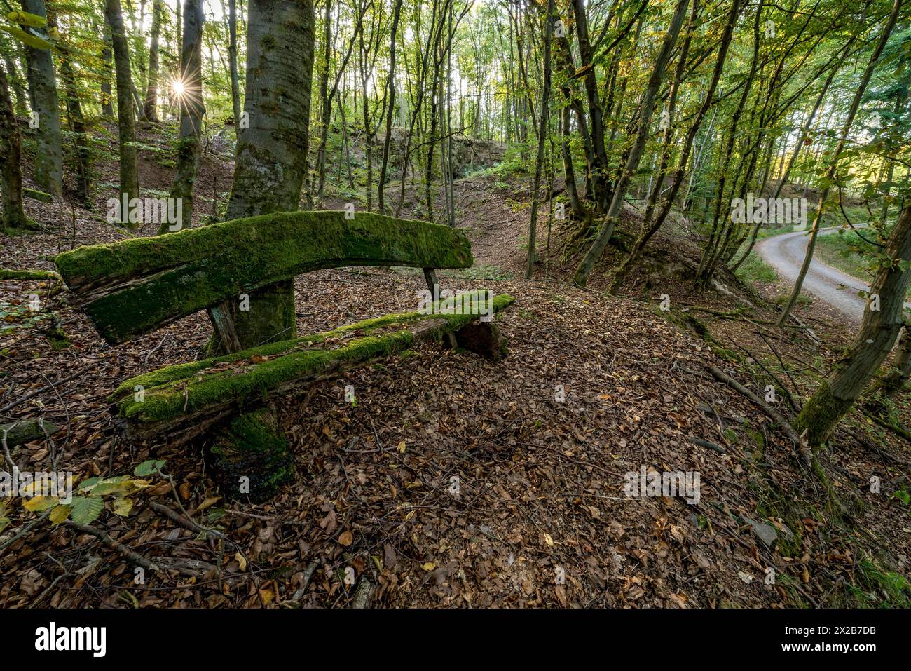 Weathered, rotten and mossy bench made of rough wooden planks, autumn ...
