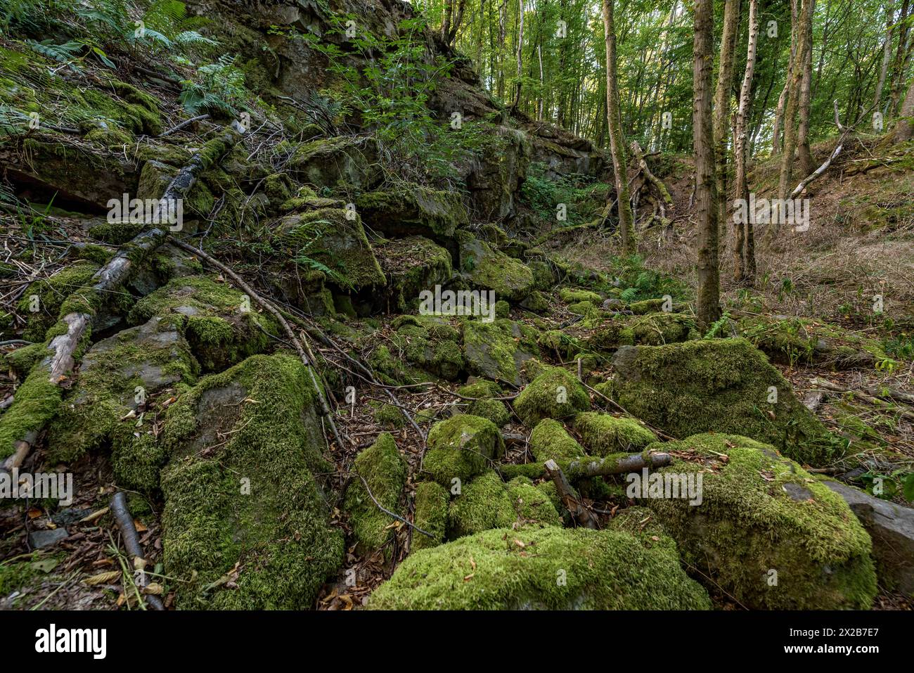 Mossy basalt rocks, block pile and former quarry for basalt in the ...