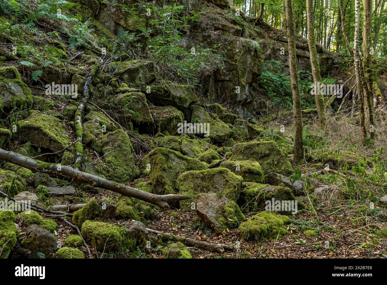 Mossy basalt rocks, block pile and former quarry for basalt in the ...
