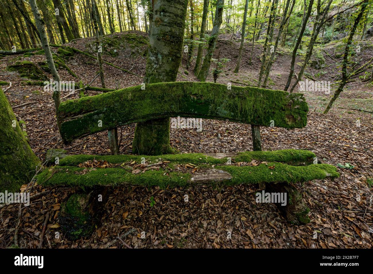 Weathered, rotten and mossy bench made of rough wooden boards, autumn ...