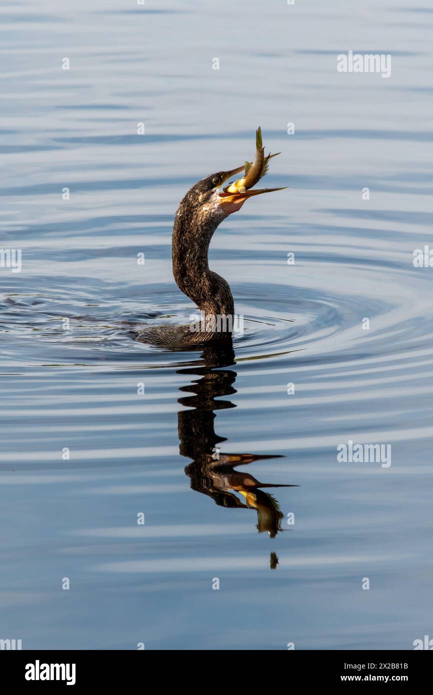 Anhinga - Anhinga anhinga - attempting to swallow large fish it has ...