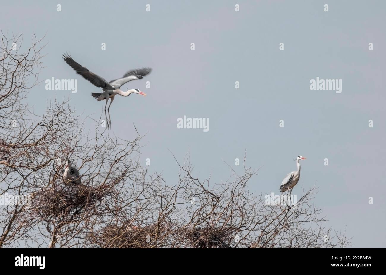 a flock of Great White Egrets nesting on a tree in the steppe Stock ...