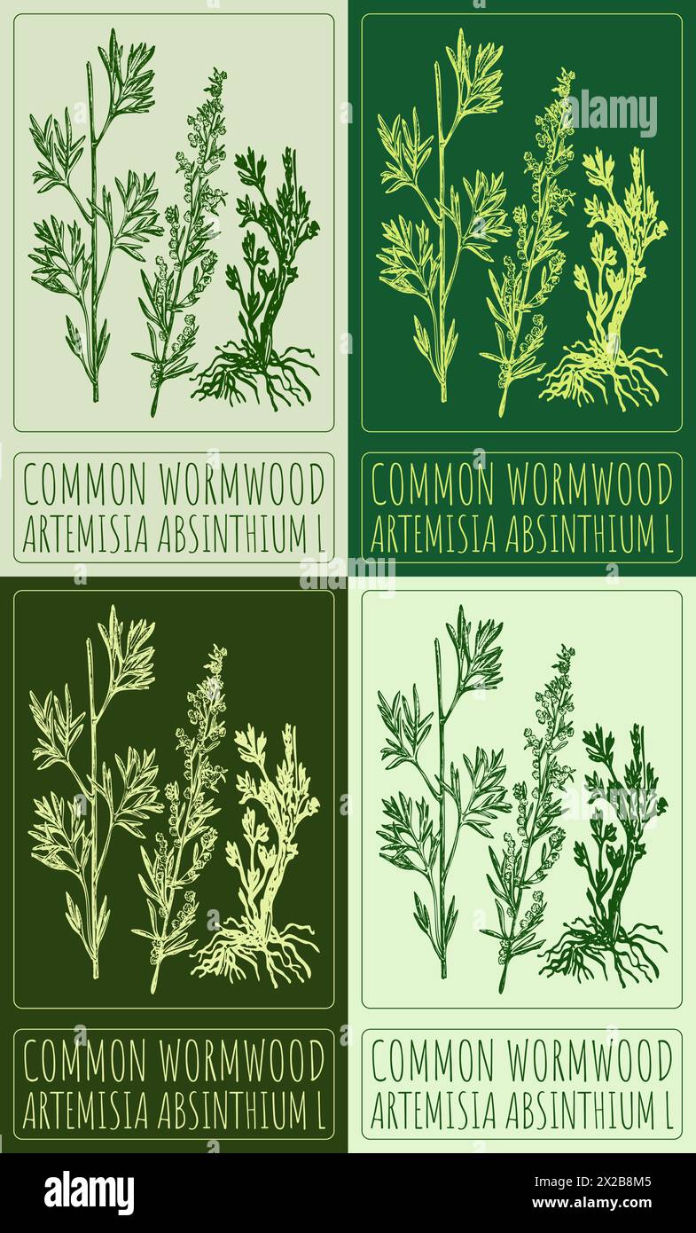 Set of vector drawing COMMON WORMWOOD in various colors. The Latin name ...