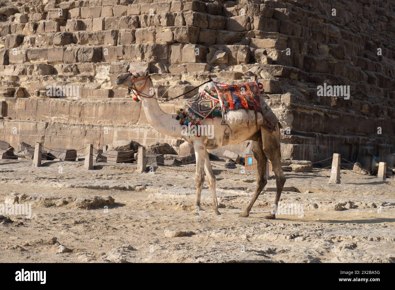 Camel in front of the Great Pyramid of Khufu on the Giza Plateau in Egypt Stock Photo - Alamy