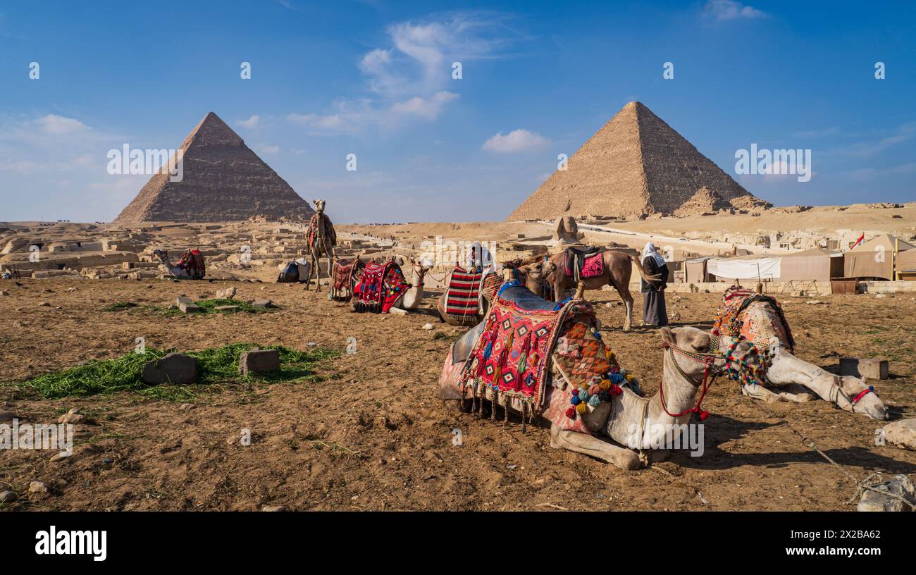 several camels resting on the Giza Plateau in front of the Sphinx and the Great Pyramid of Khufu ...