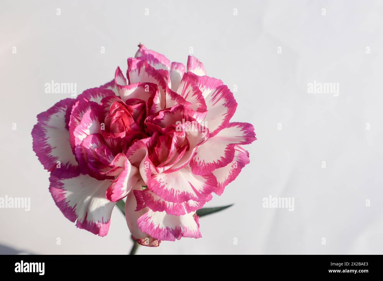 Beautiful fresh Carnation with fringed White petals with bright pink outline border on white ...