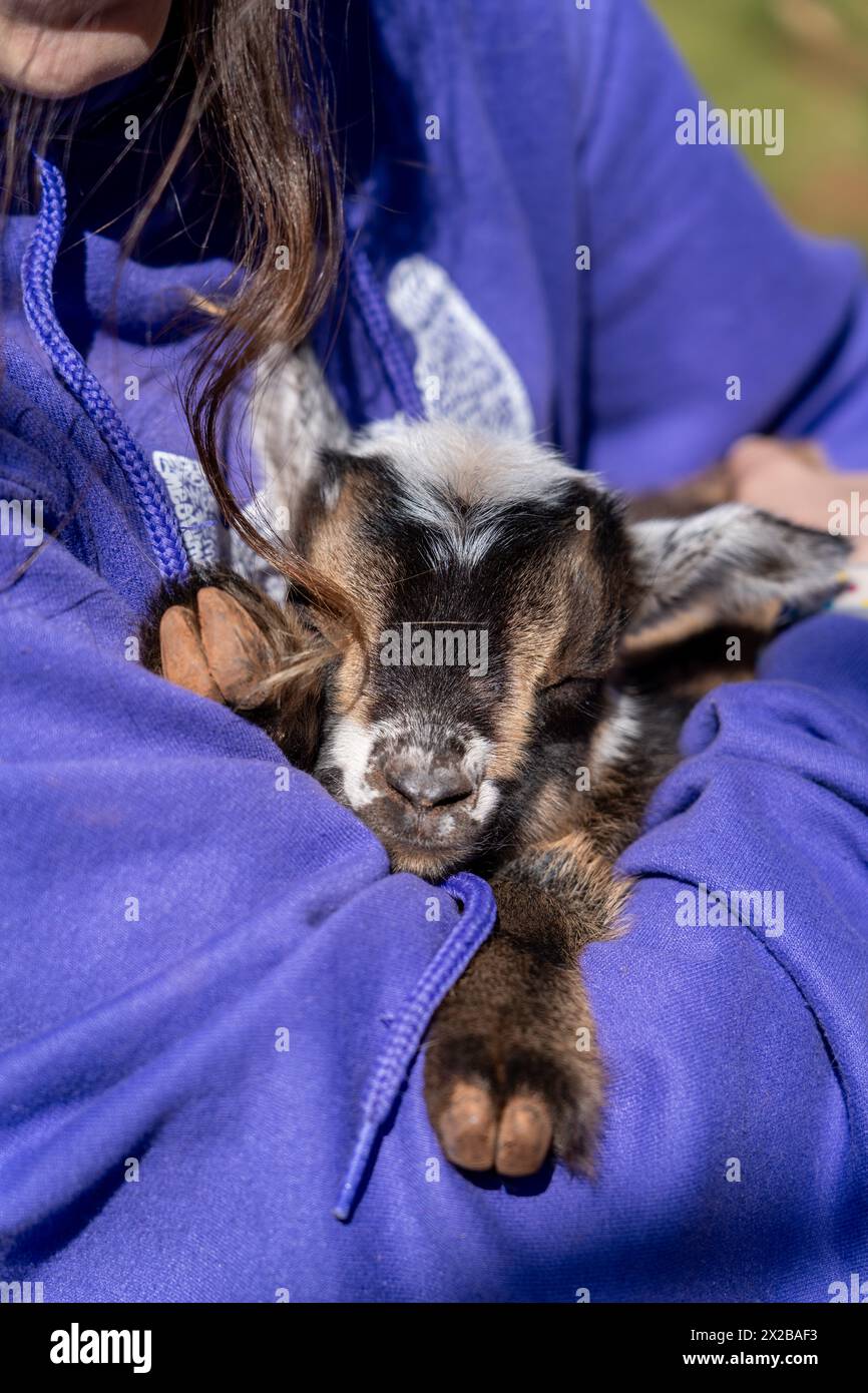 Goat of arms hi-res stock photography and images - Alamy