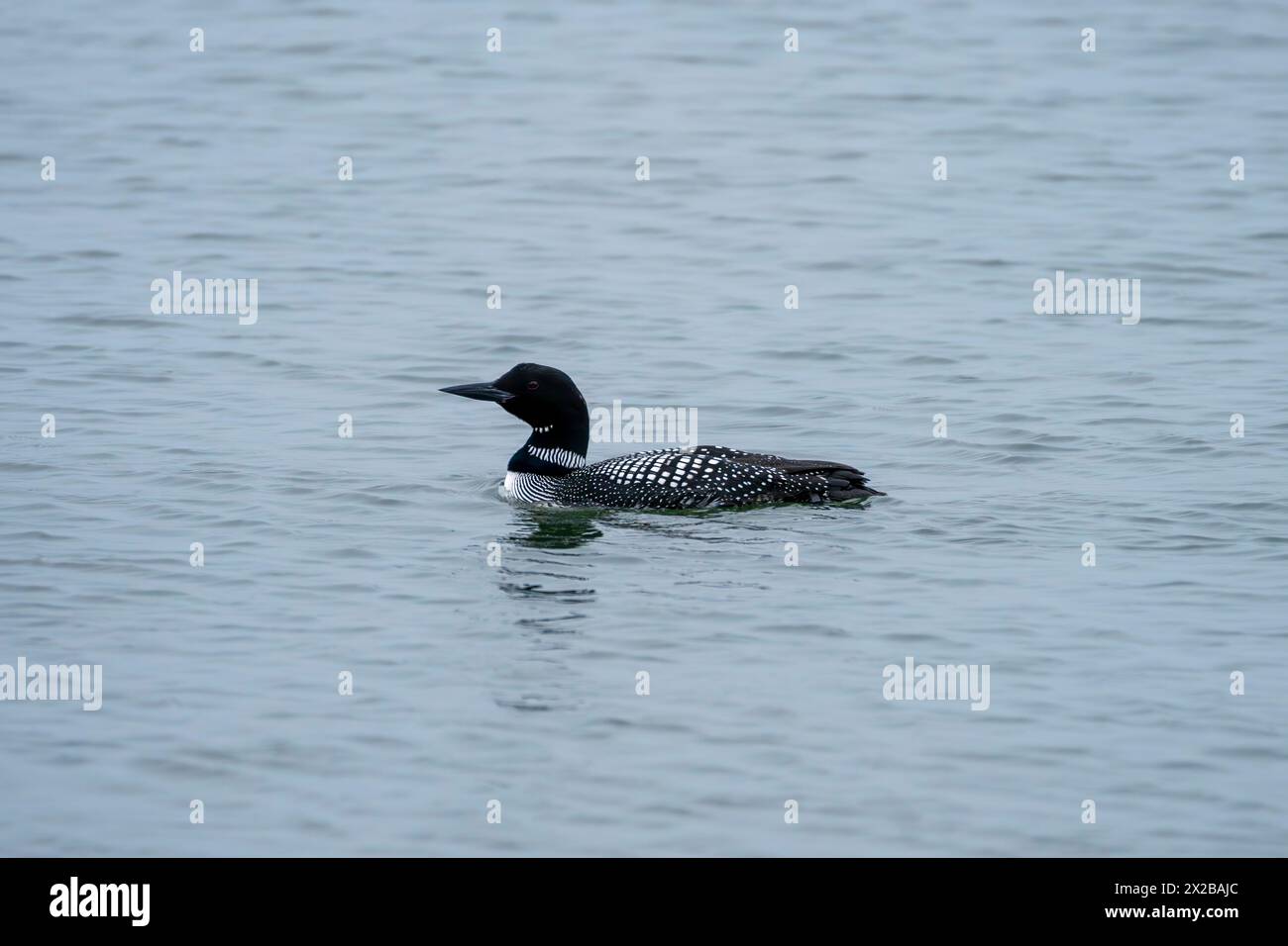 Common loon with black and white markings floating in the water ...
