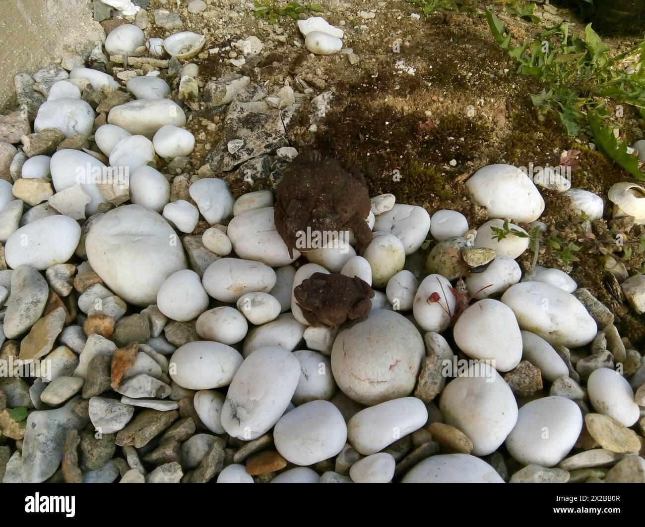 Cailloux blancs hi-res stock photography and images - Alamy