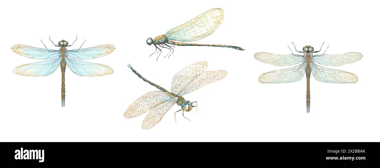 Watercolor dragonfly set. Multicolored abstract flying insects ...
